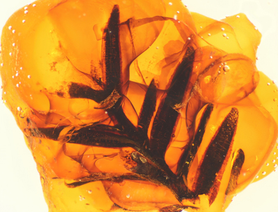 Amber Effect