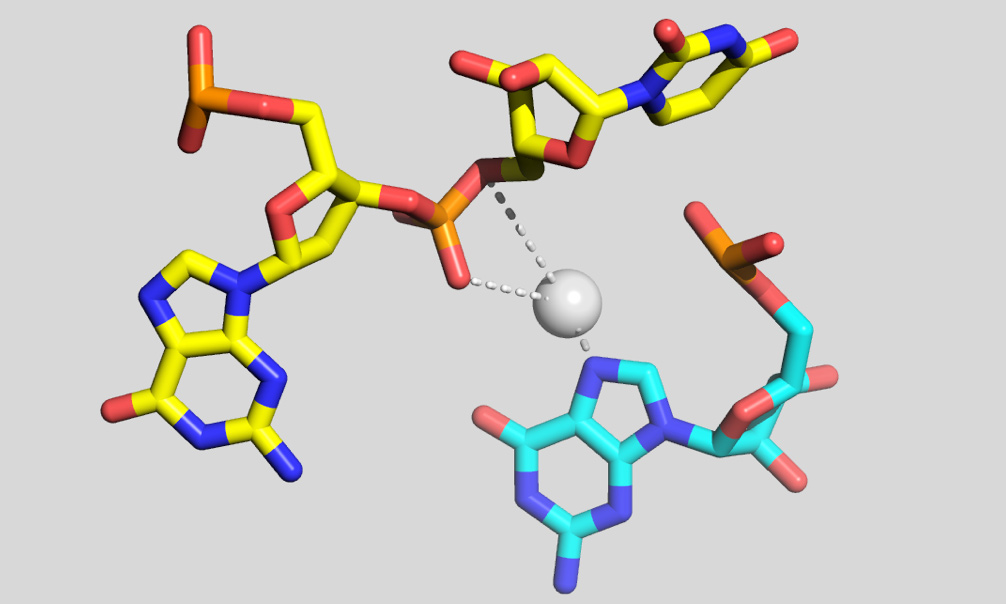 Ribozym-Mechanismen aufgeklärt – Universität Innsbruck