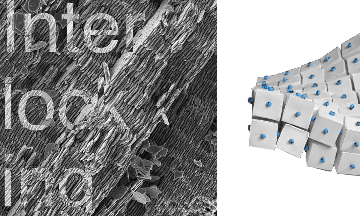 Interlocking Structures : reverse engineering nature – Universität ...