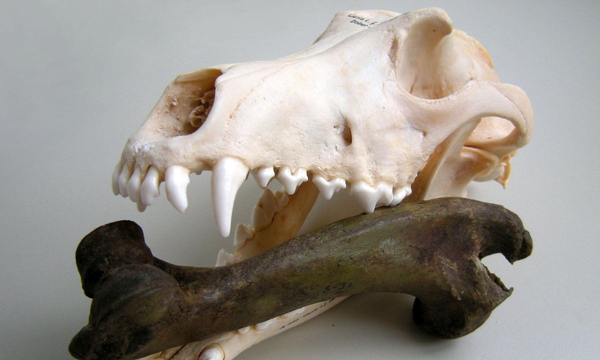 Tierknochen: Ein Blick in die Vergangenheit – Universität Innsbruck