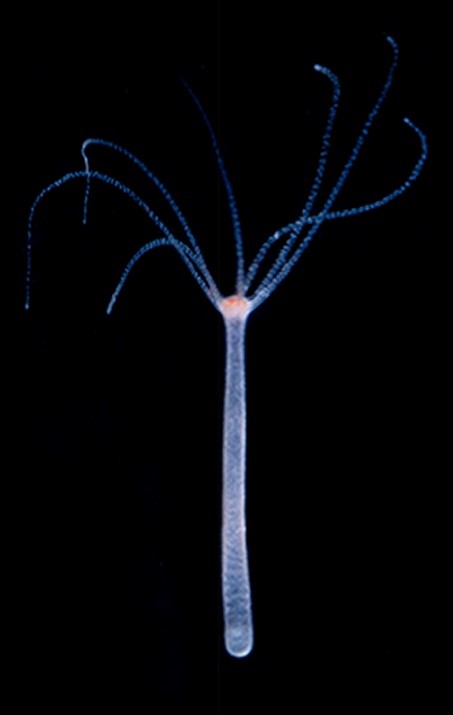 Hydra, a polyp that defies ageing – Universität Innsbruck