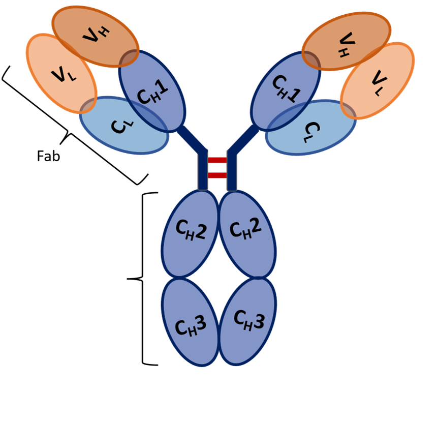 Stability of monoclonal antibodies – Universität Innsbruck