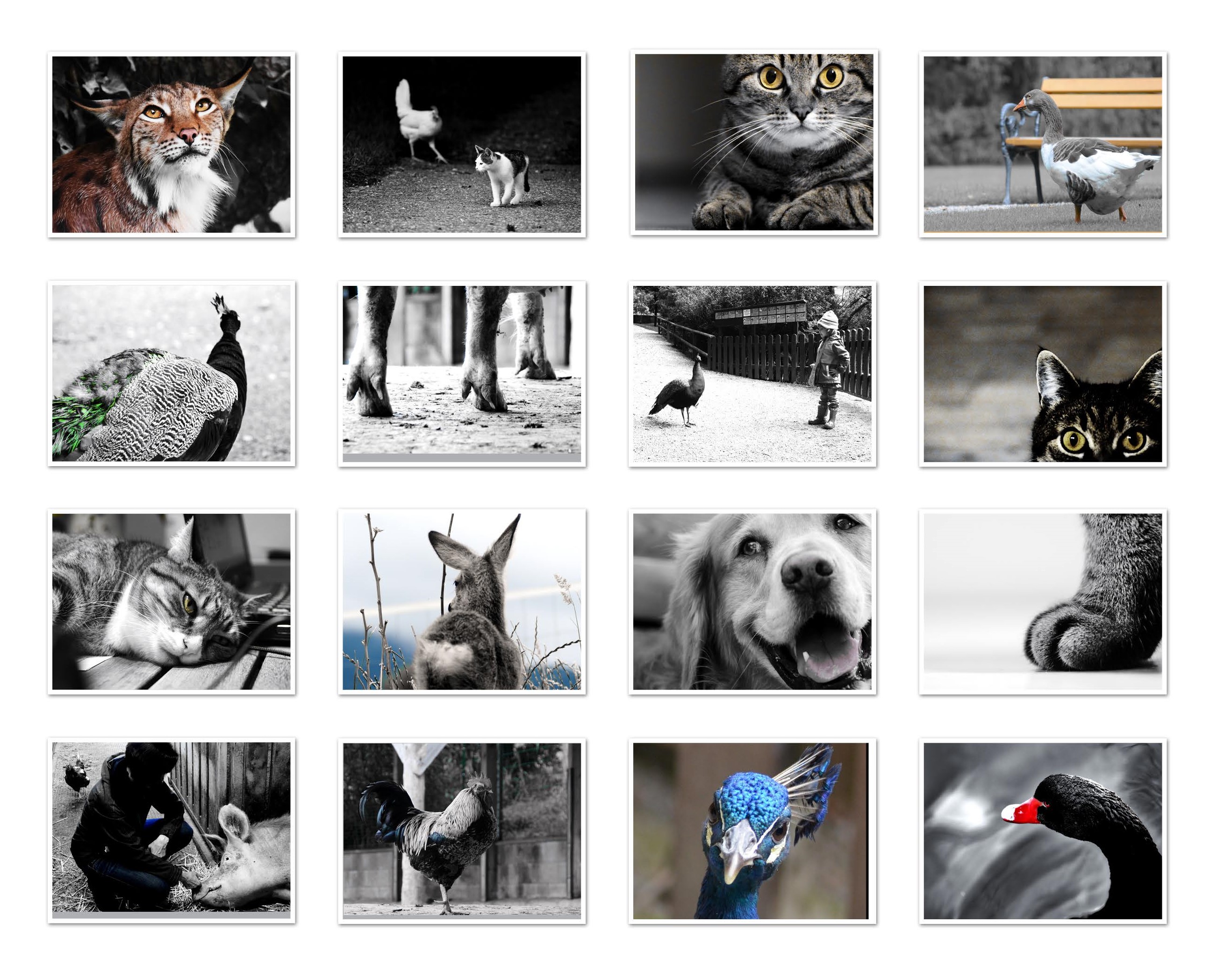 Human-Animal Studies – Universität Innsbruck